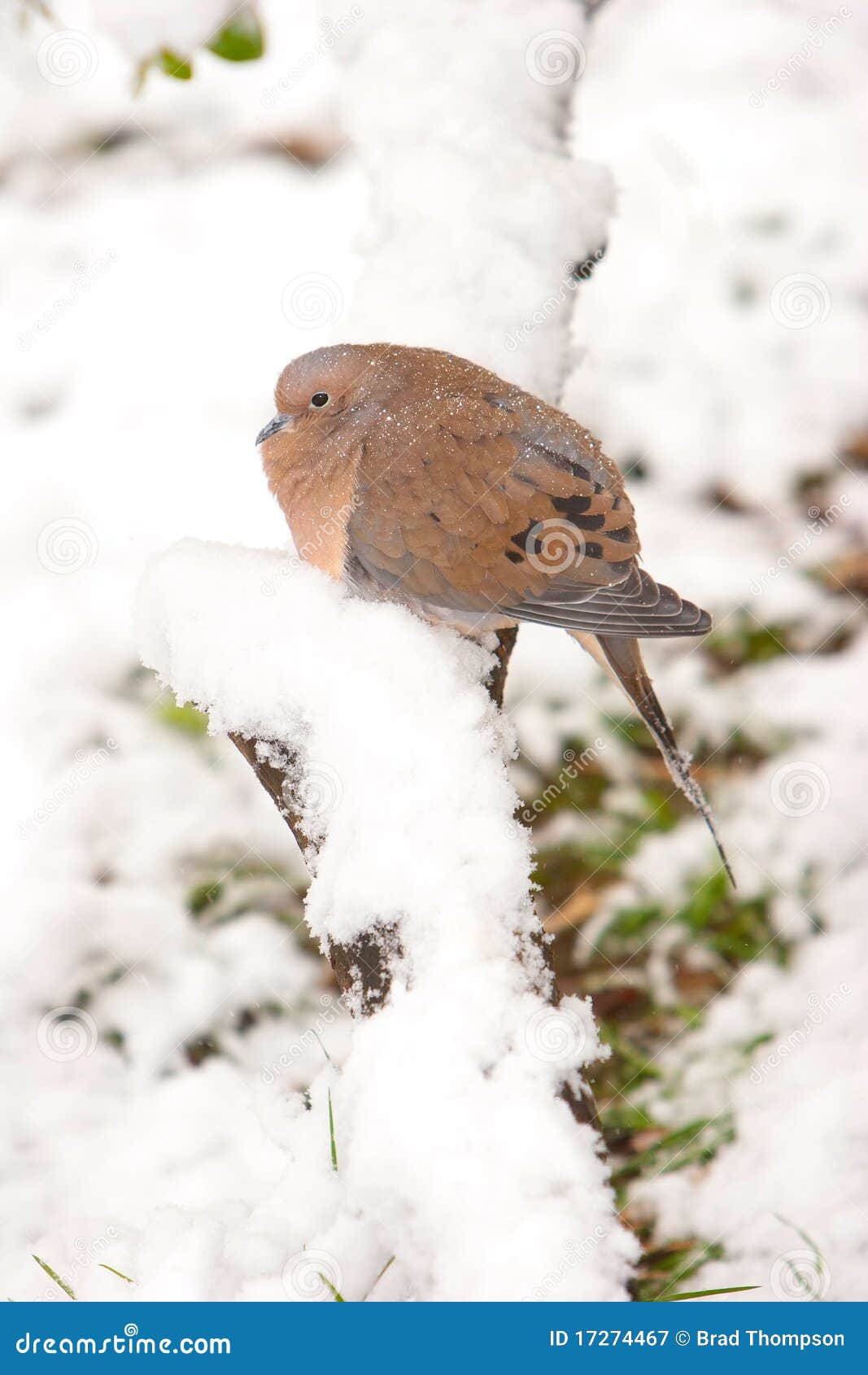Morning Dove Enduring the Cold Stock Image - Image of cold, wing: 17274467