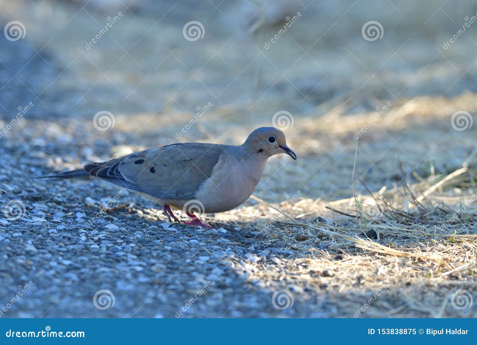 A Morning Dove Feeding from the Ground Stock Image - Image of ground ...