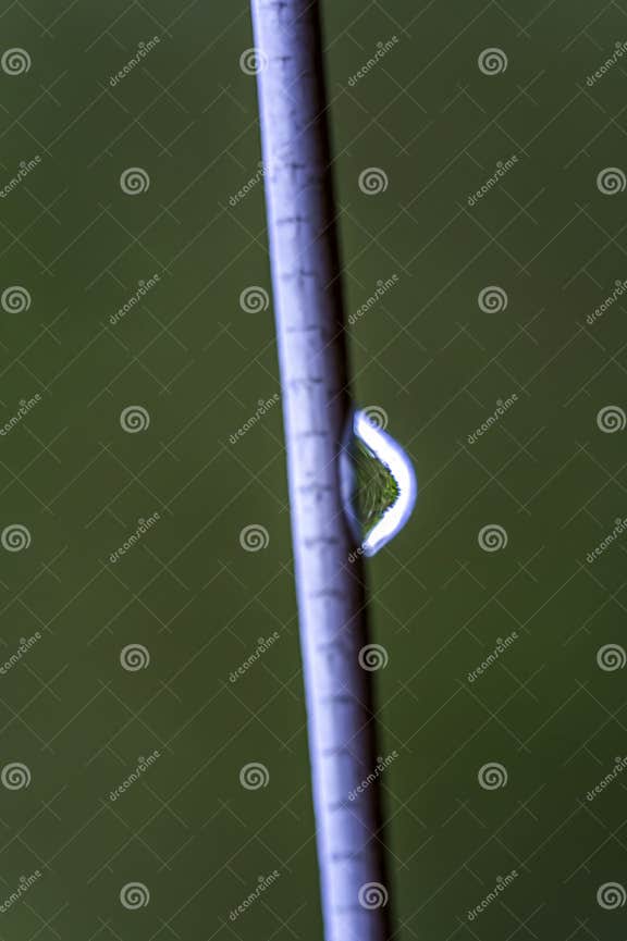 Macro Isolated Morning Drew Drop on a Line Stock Photo - Image of rain ...