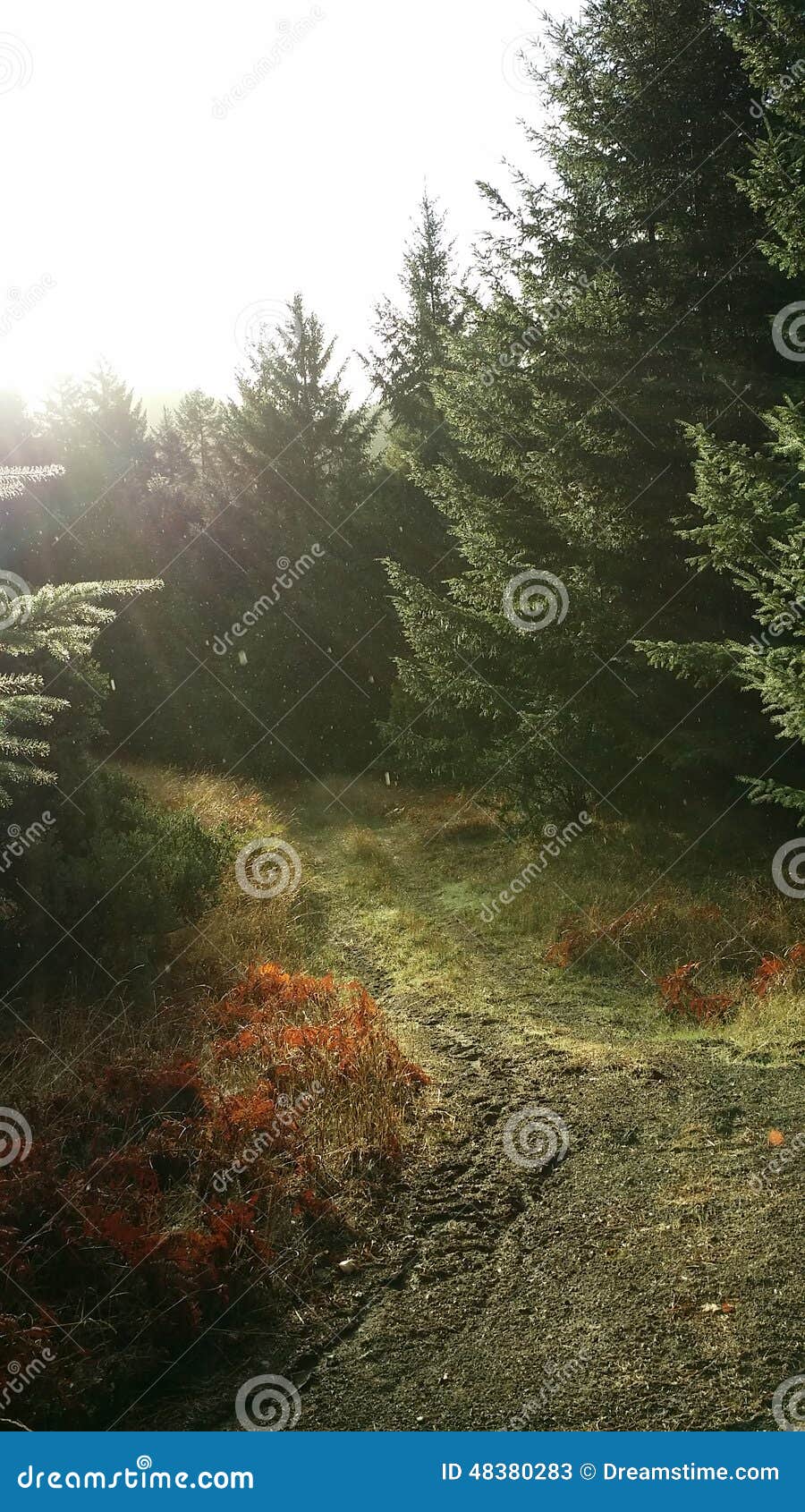 Morning drizzle stock image. Image of drizzle, morning - 48380283