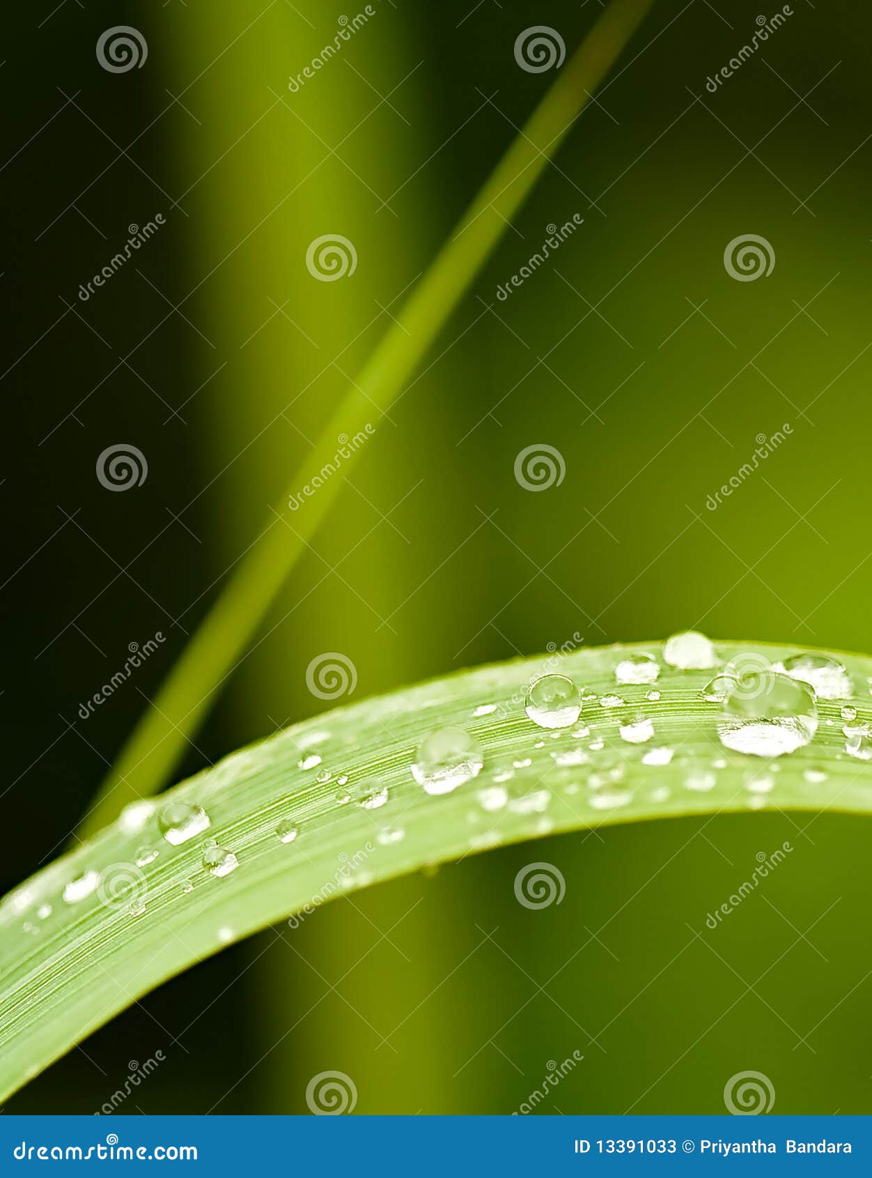 Morning drop 2 stock image. Image of sunup, peaceful - 13391033