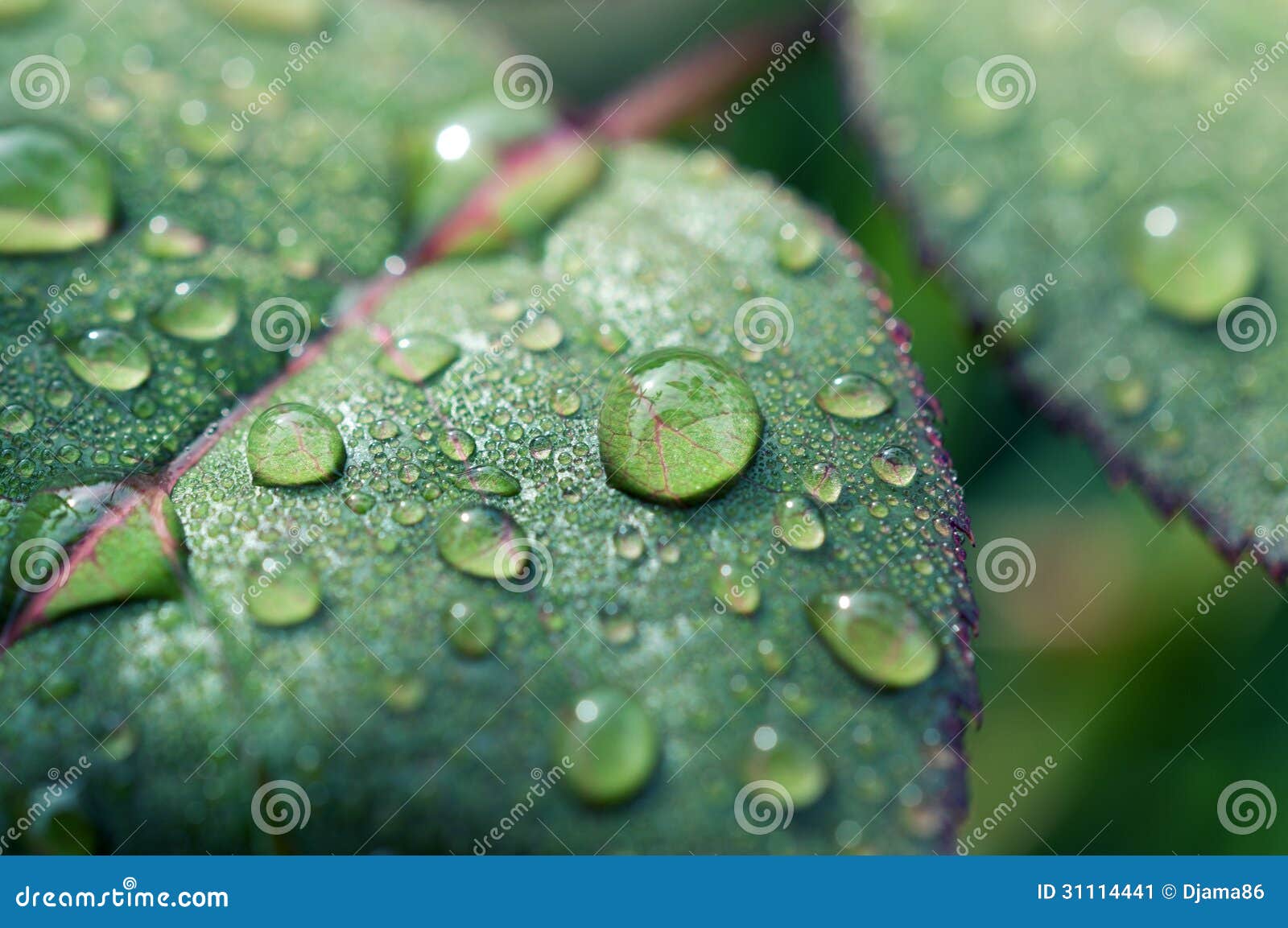 Morning drop stock image. Image of glissen, lawn, green - 31114441