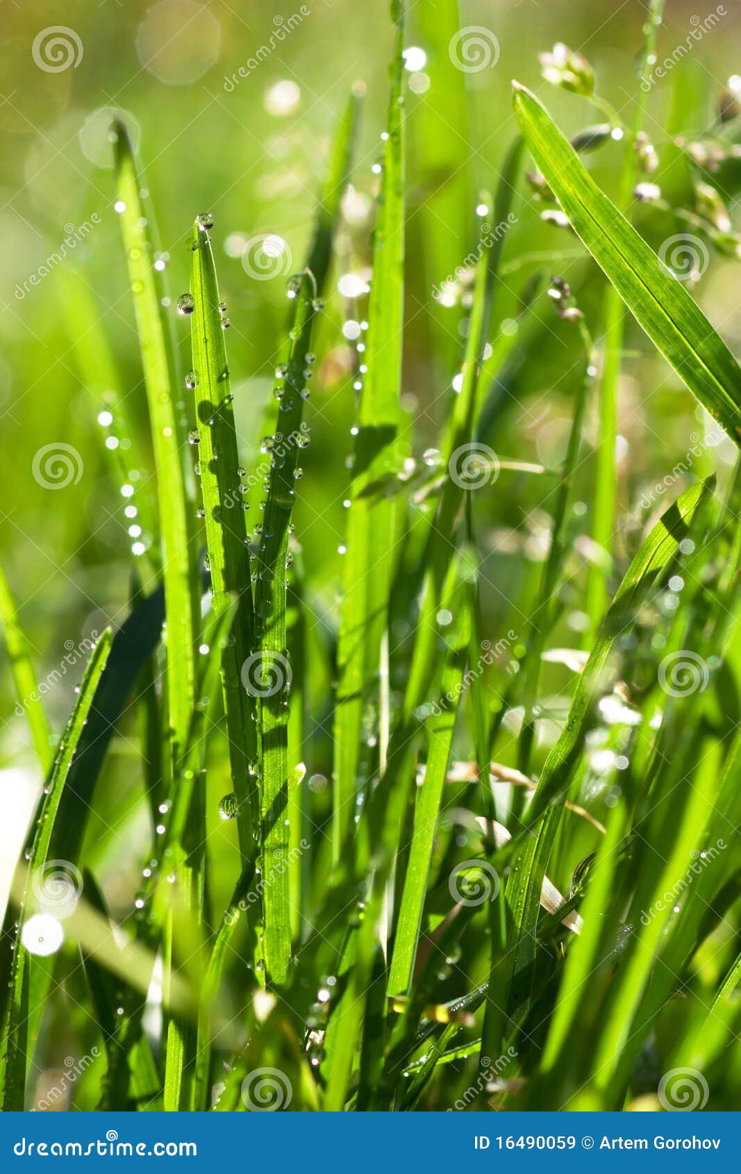 Morning drops stock image. Image of climate, foreground - 16490059