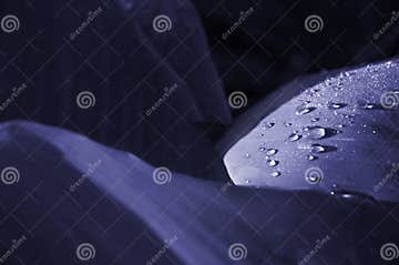 Morning drops stock image. Image of light, sparkling, shadow - 169887