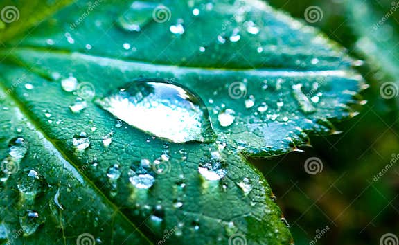 Morning drops stock image. Image of morning, green, macro - 199239767