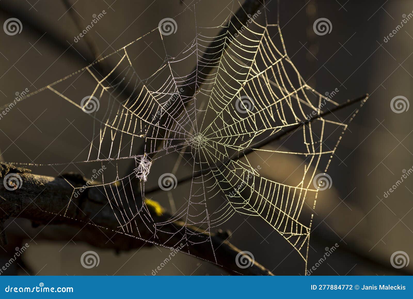 Morning Drops of Dew in a Spidernet on Sunny Morning. Stock Photo ...