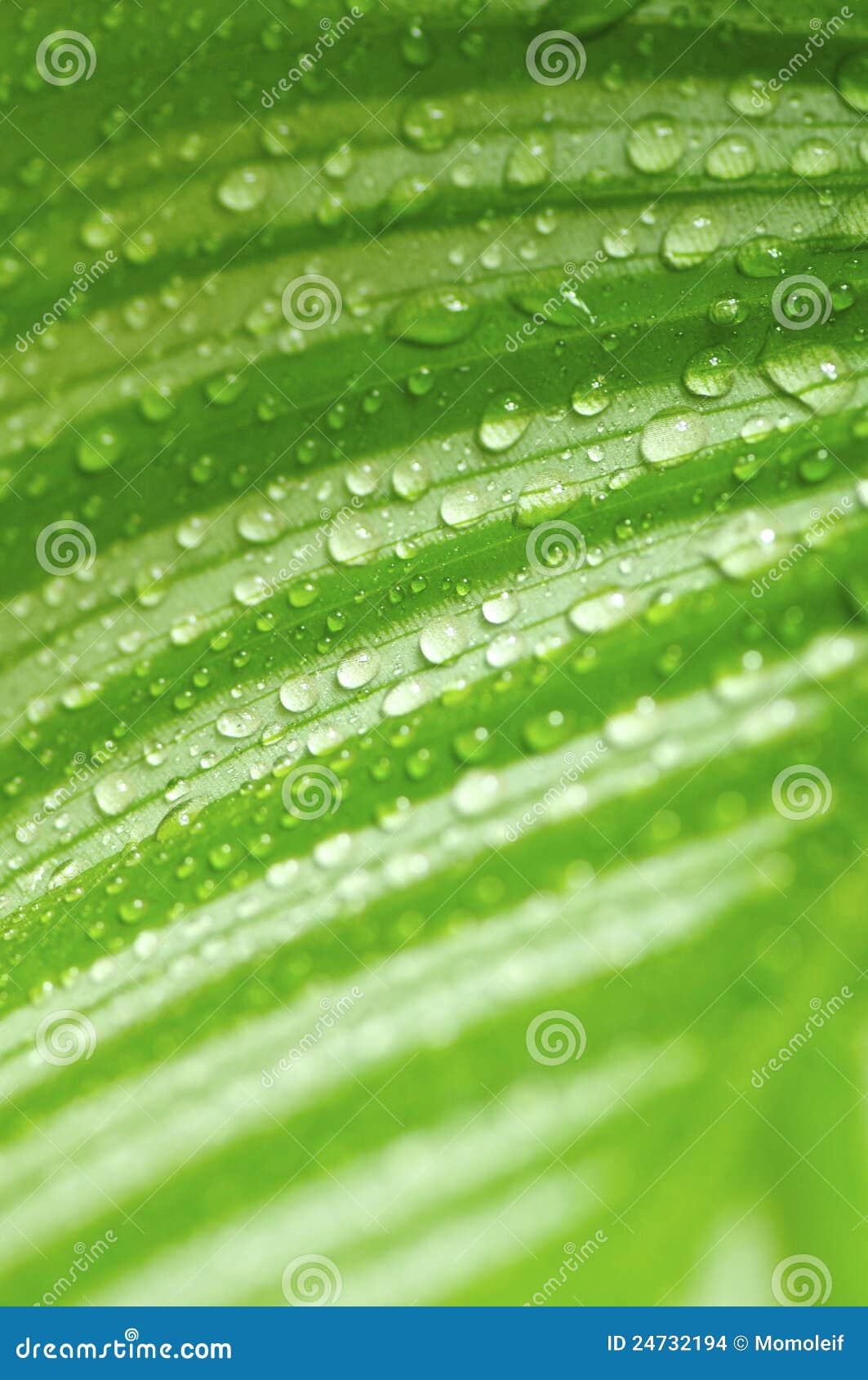 Morning Drops on Green Leaves Stock Photo - Image of macro, lawn: 24732194