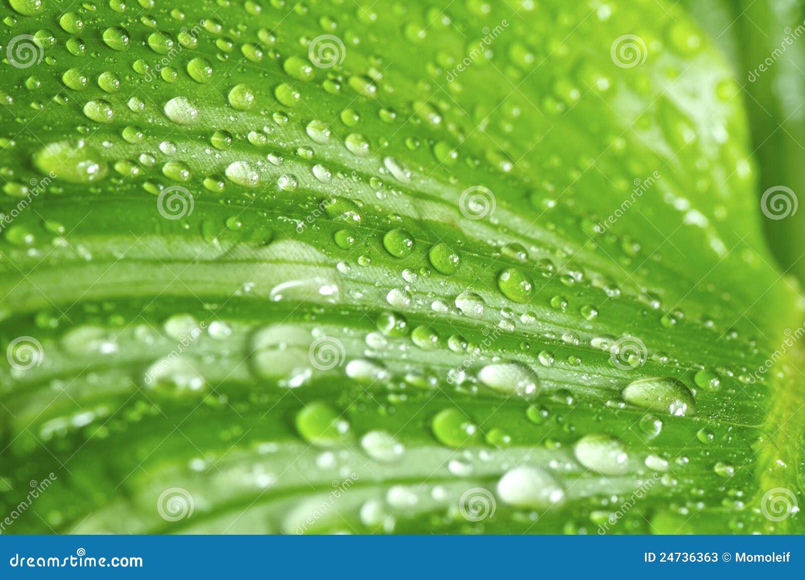 Morning Drops on Green Leaves Stock Image - Image of rain, drop: 24736363