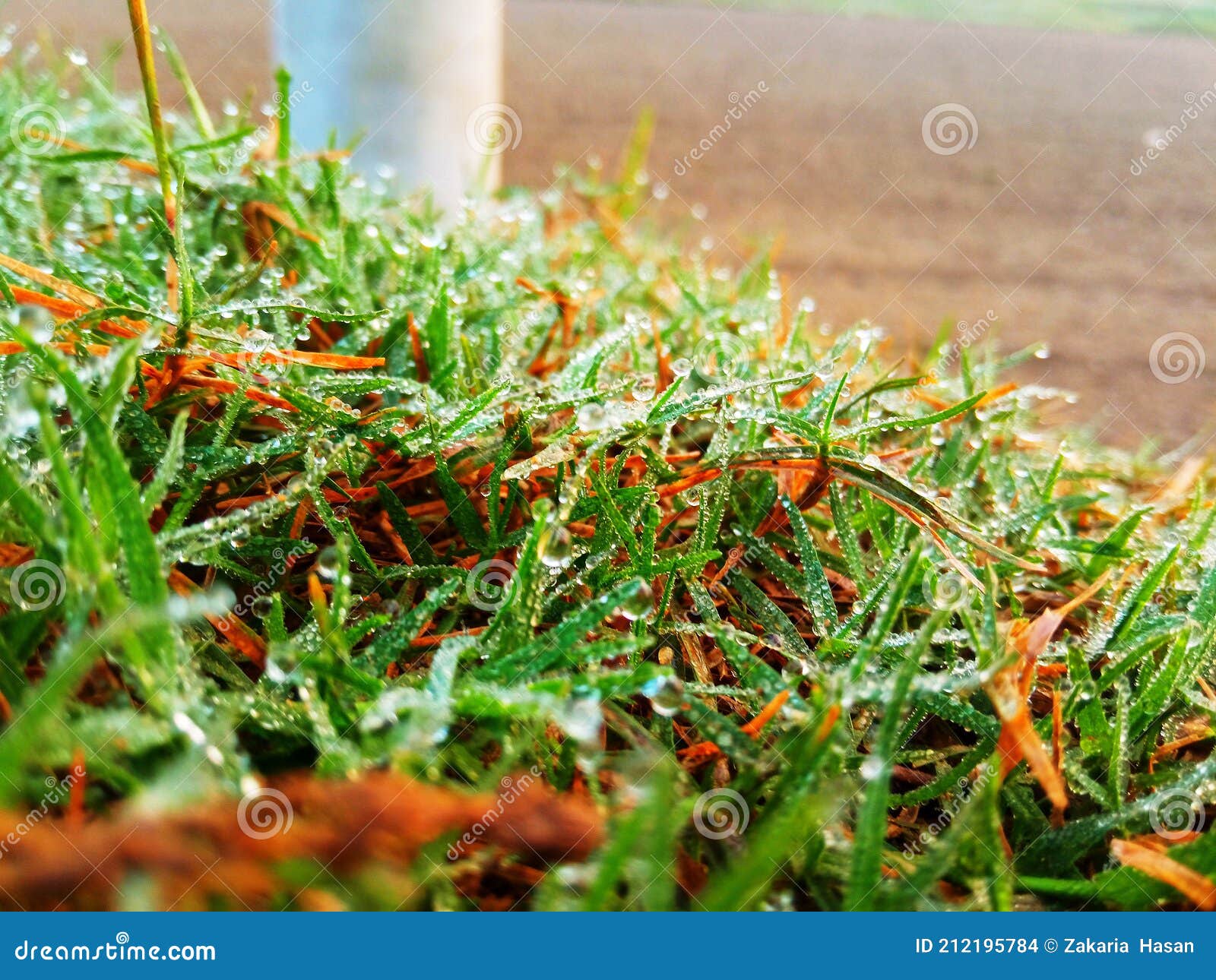 Morning due drop grass stock photo. Image of green, branch - 212195784