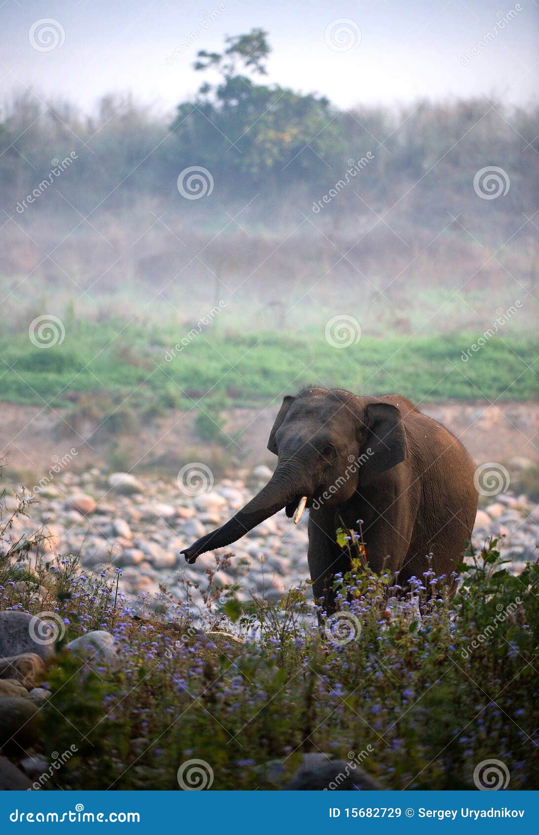 Morning elephant. stock image. Image of animal, ears - 15682729