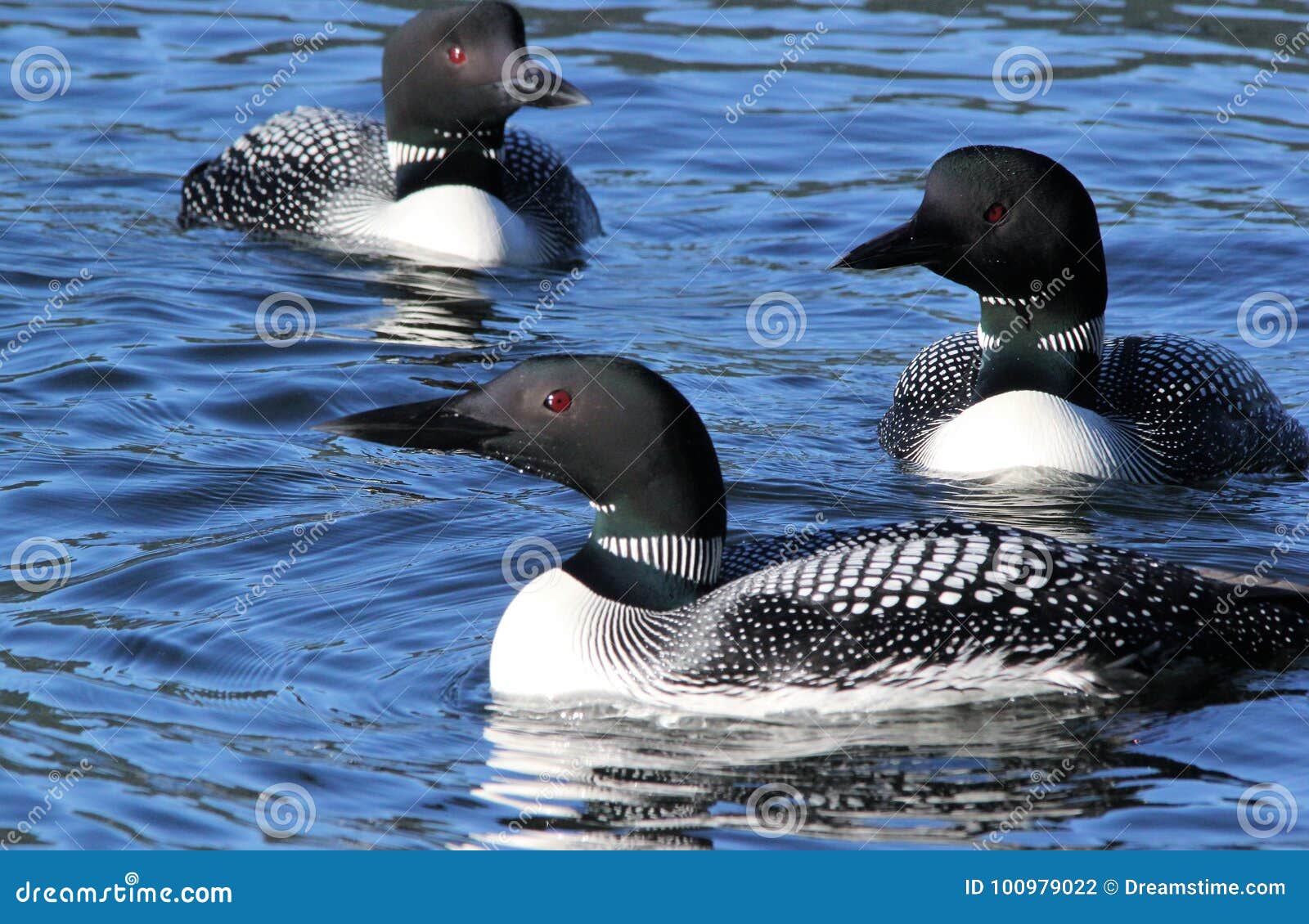 MORNING ENCOUNTER stock photo. Image of birds, water - 100979022