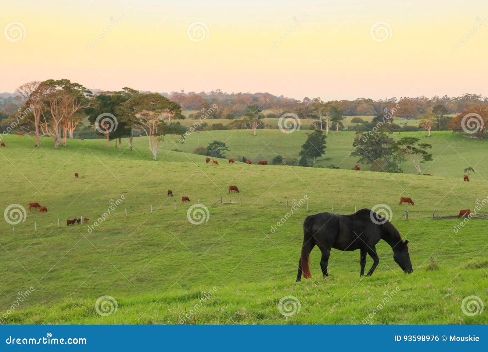 Morning Farm Scene stock photo. Image of farmanimal, australia - 93598976