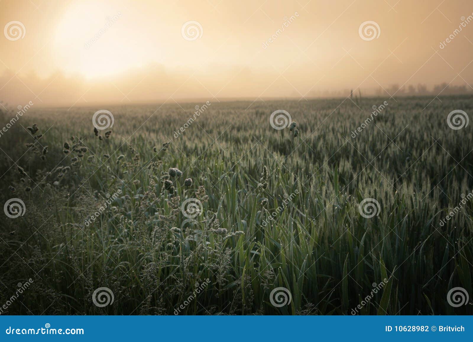 Morning field stock photo. Image of weather, field, positive - 10628982
