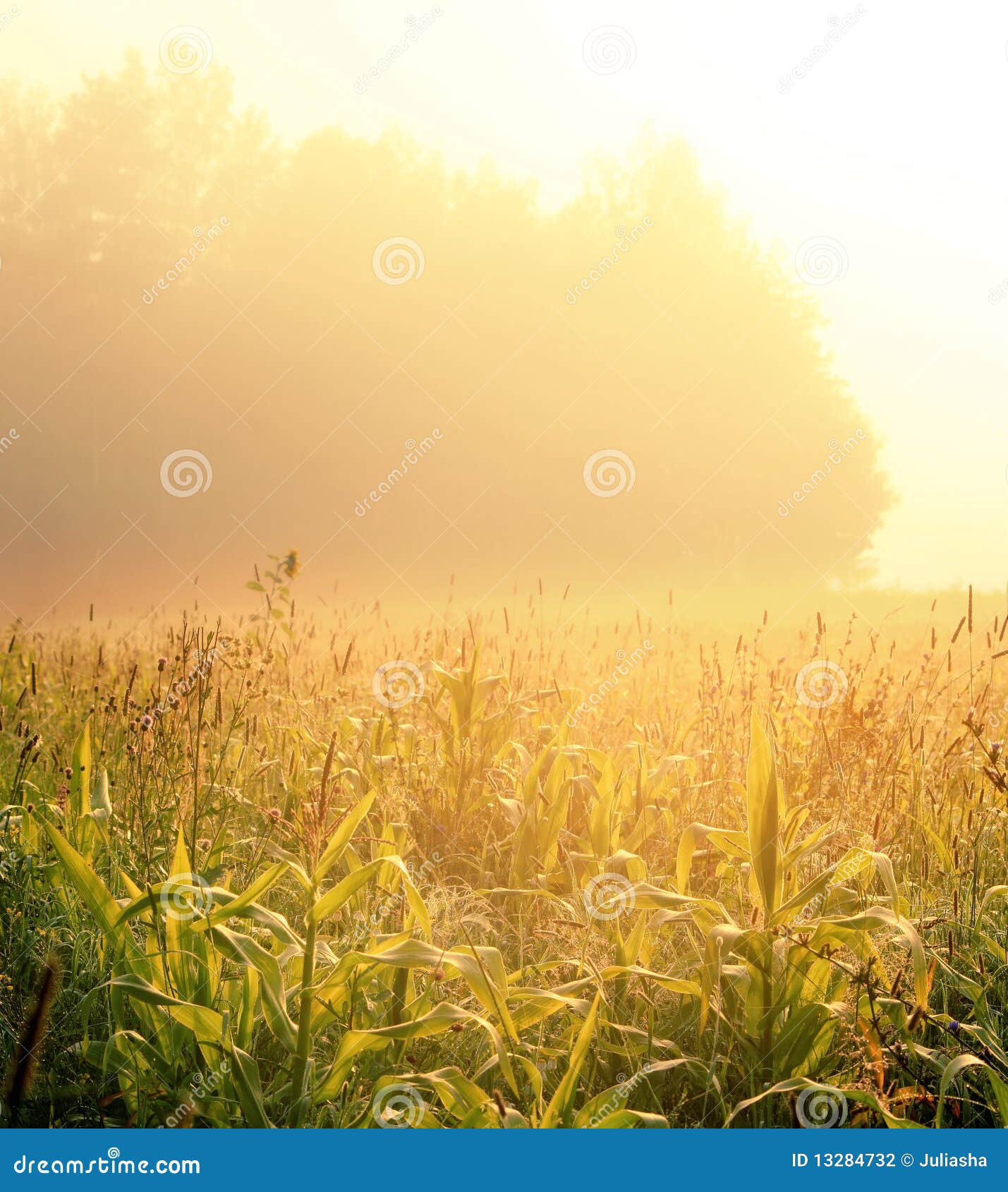 Morning field stock photo. Image of foggy, white, early - 13284732