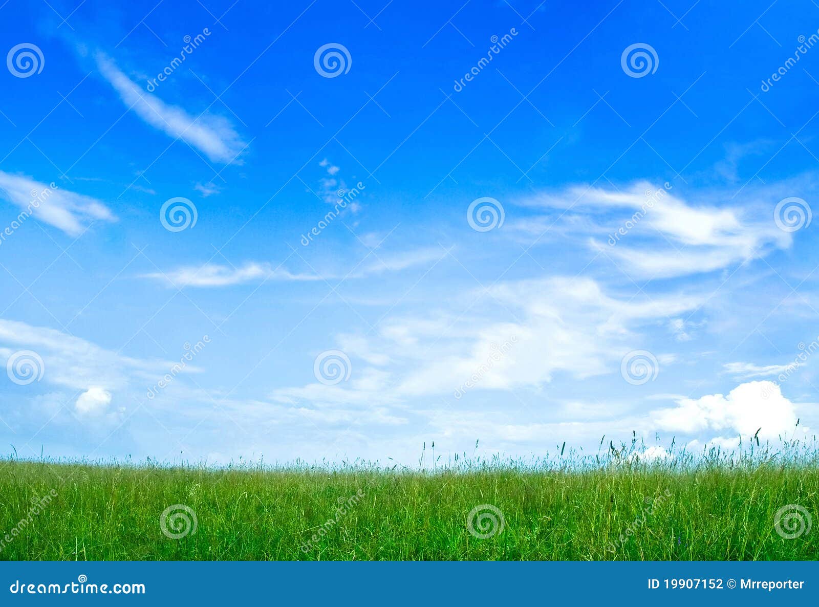 Morning field stock photo. Image of grass, rural, field - 19907152