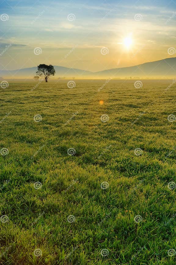 Morning field stock image. Image of nature, horizon, sparkle - 5105089