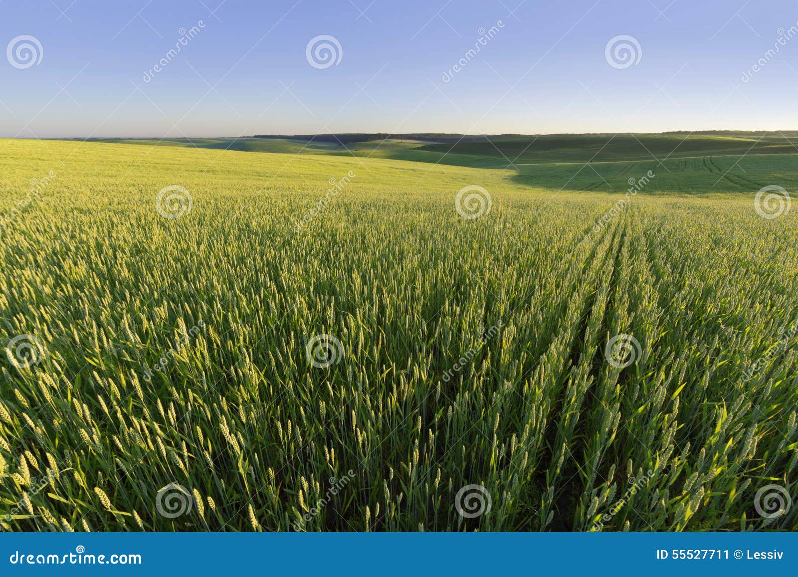 Morning in the field stock image. Image of countryside - 55527711