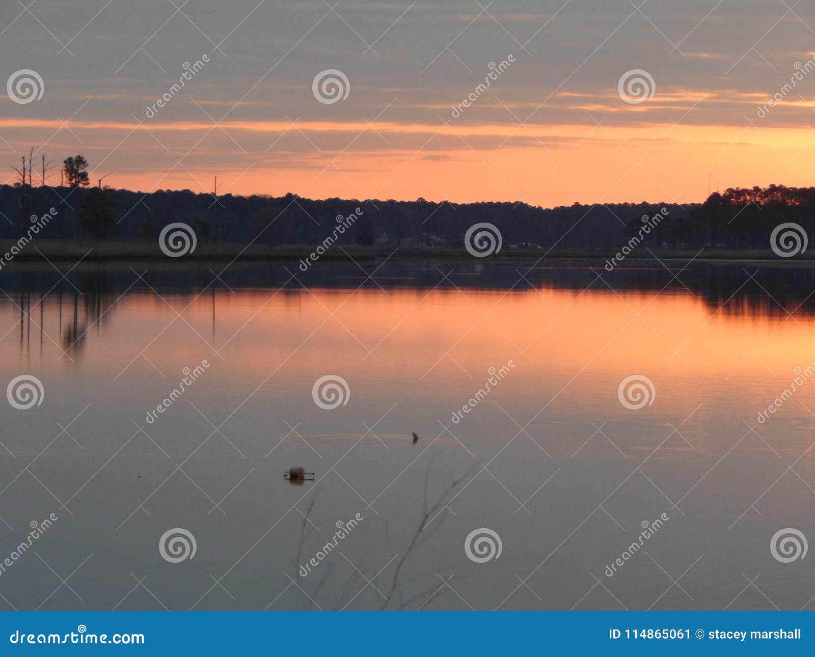 Morning fish stock image. Image of sunset, jumping, morning - 114865061