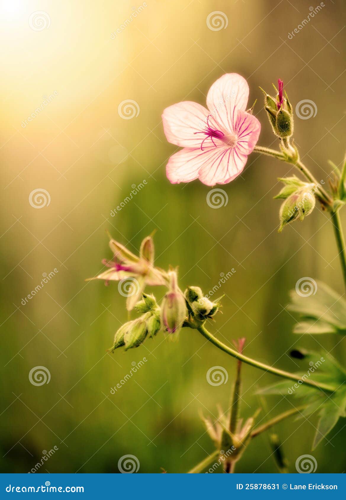 Morning Flower stock image. Image of beautiful, love - 25878631