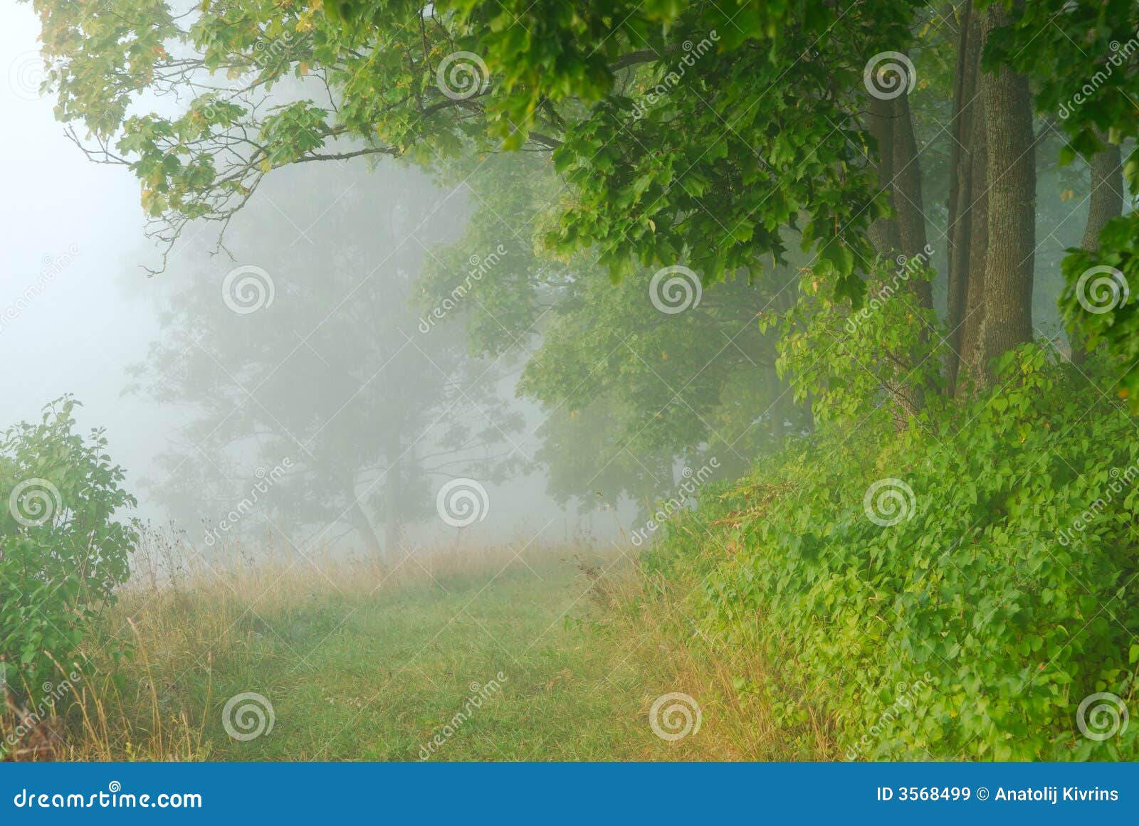 Morning fog stock image. Image of nature, rural, dawn - 3568499