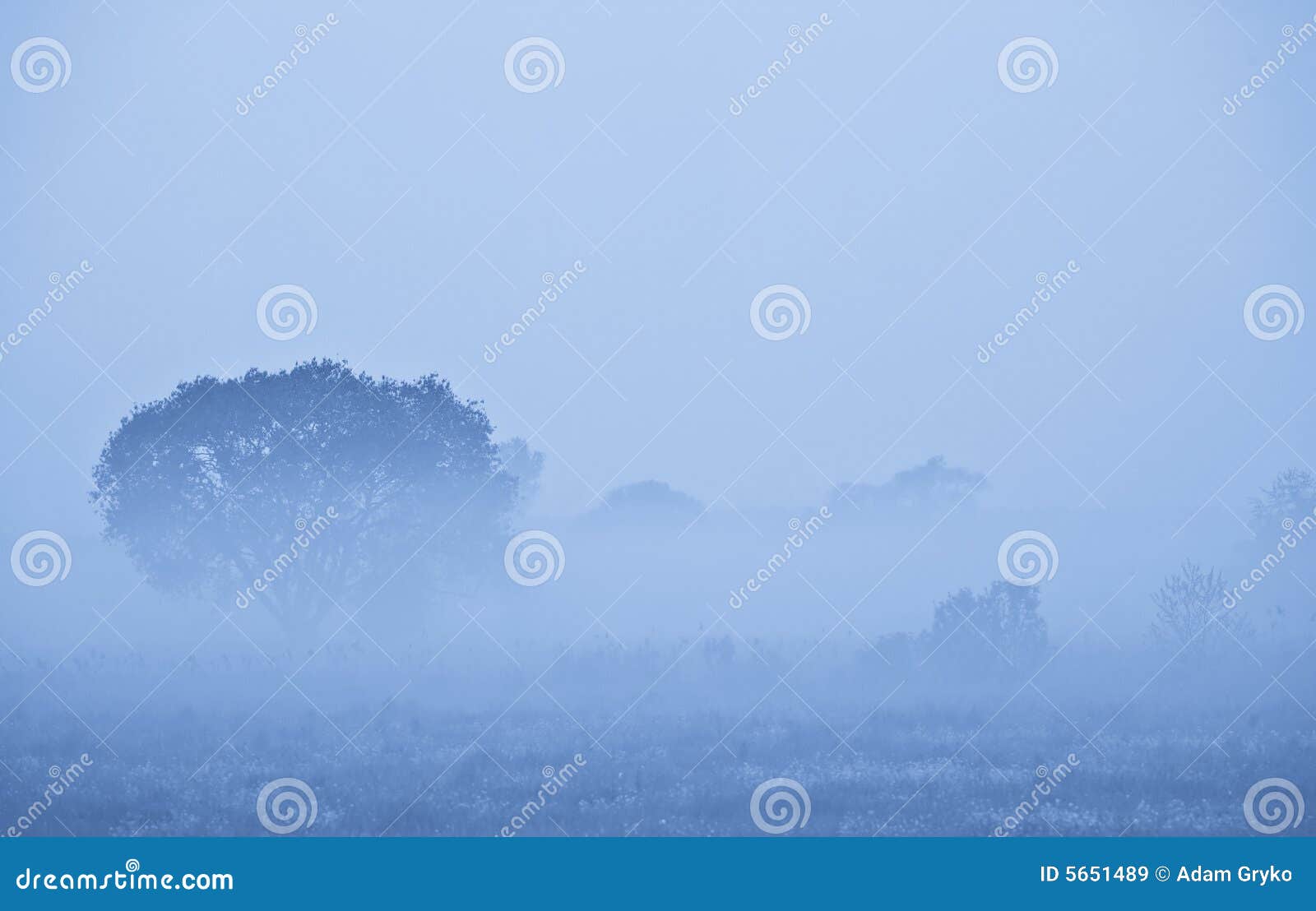 Morning fog stock image. Image of outdoor, meadow, mist - 5651489