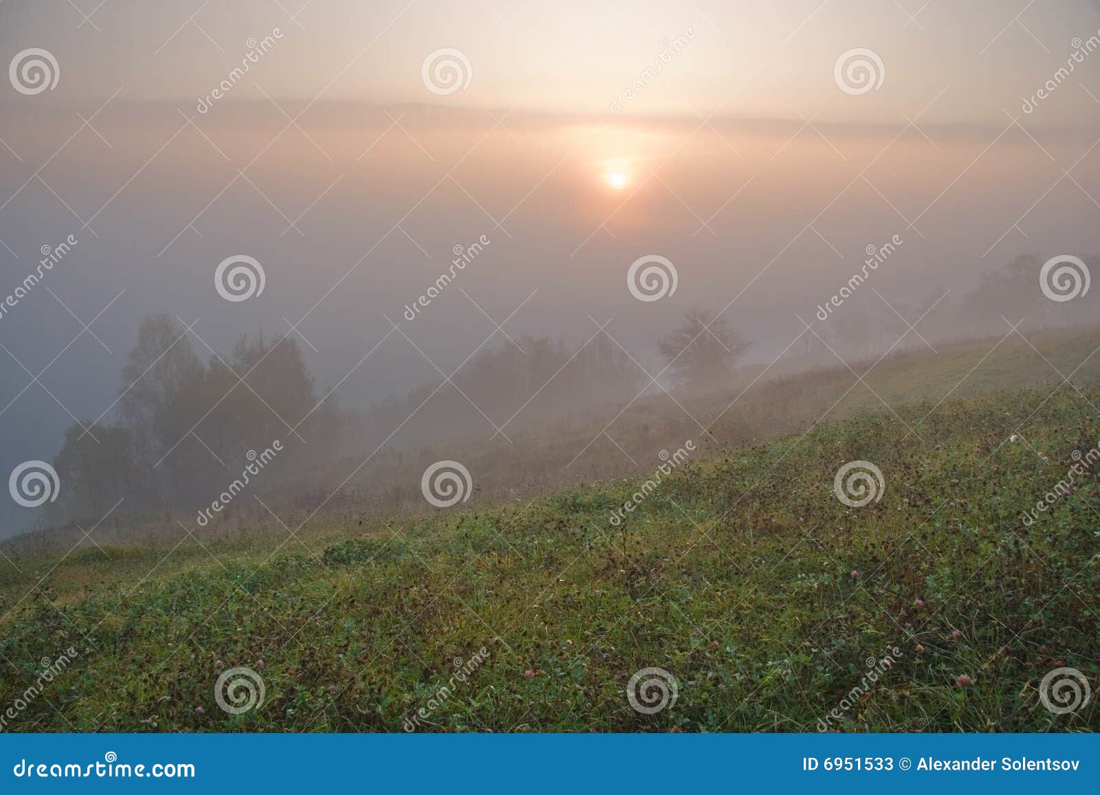 Morning fog stock image. Image of green, forest, silhouette - 6951533