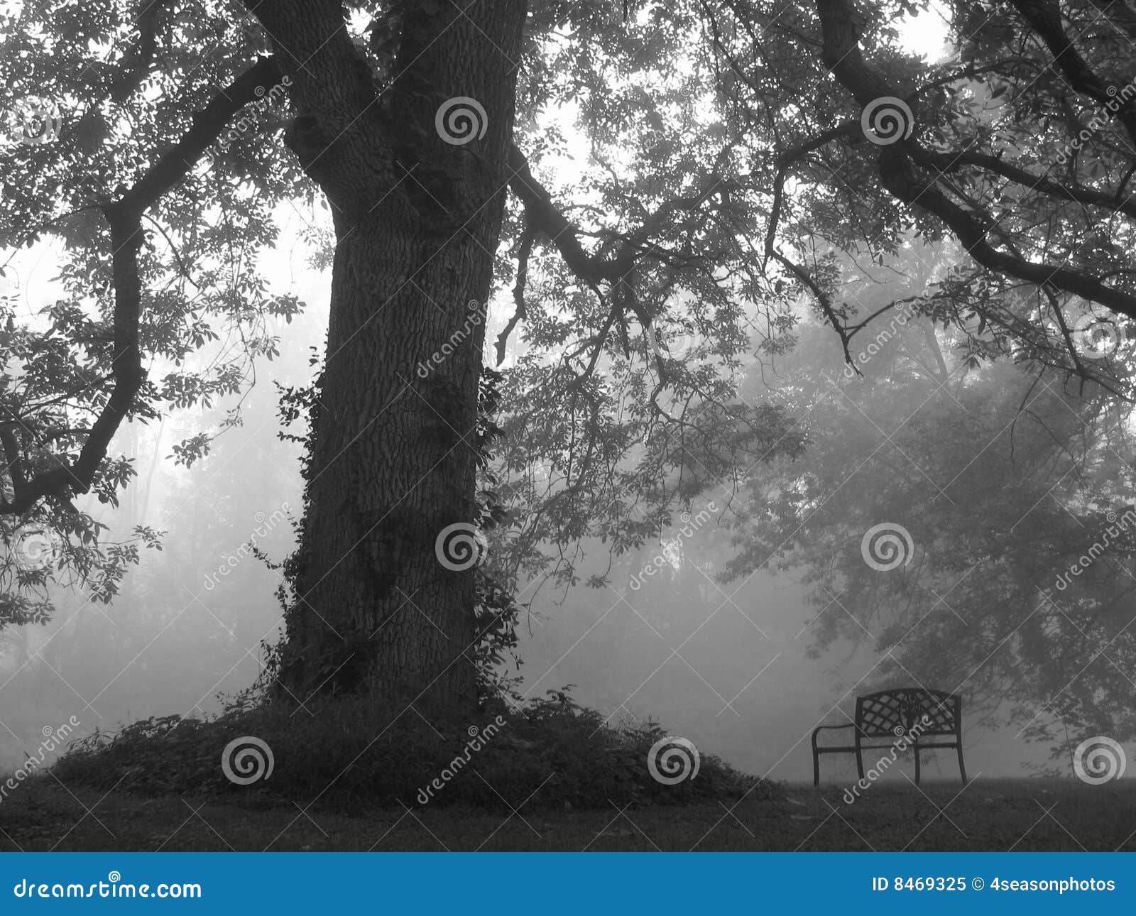 Morning Fog stock image. Image of tree, bench, yard, black - 8469325