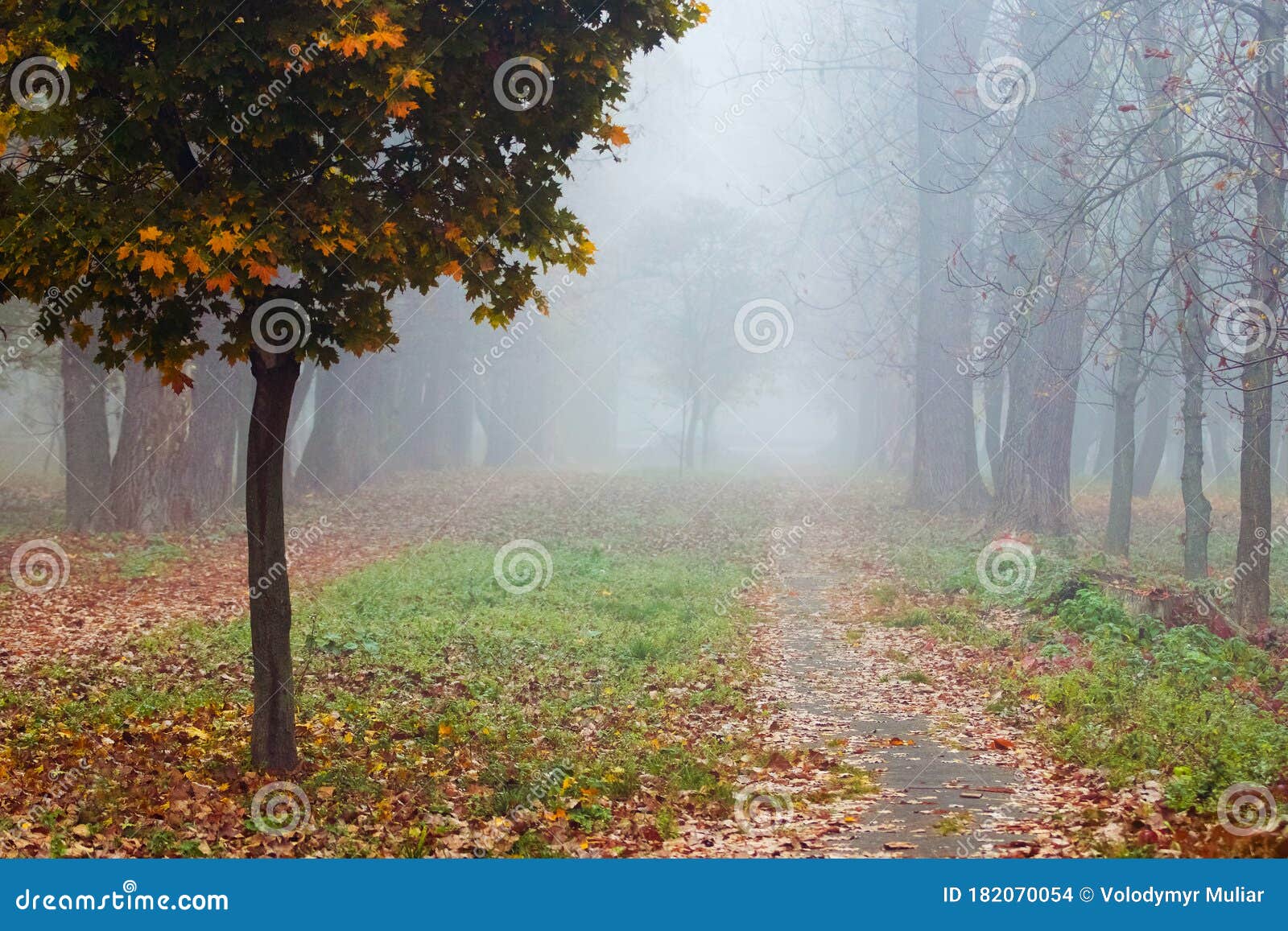 Morning Fog in the Autumn Park. Poor Visibility during Fog Stock Photo ...