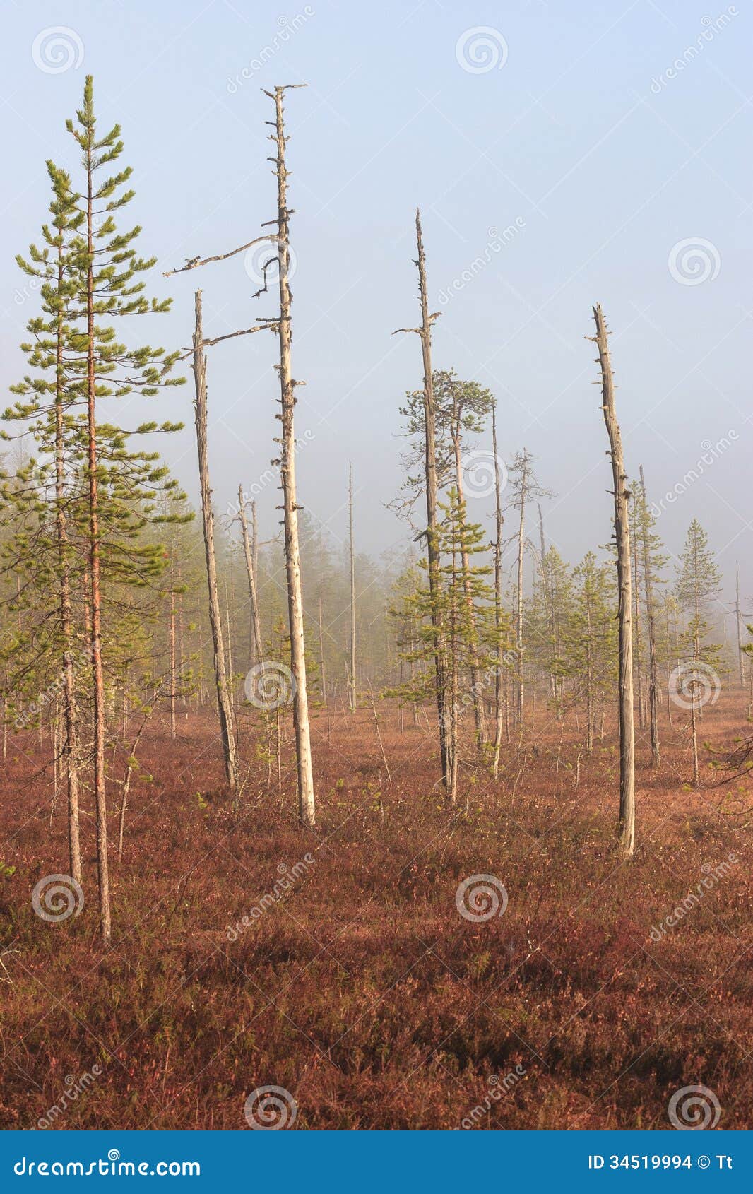 Morning fog on the bog stock photo. Image of area, taiga - 34519994
