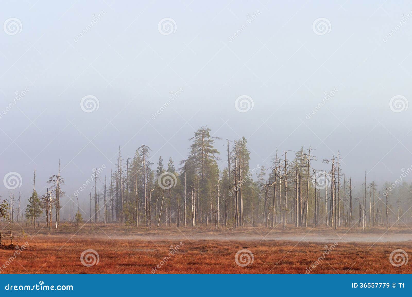 Morning fog on the bog stock image. Image of lapland - 36557779