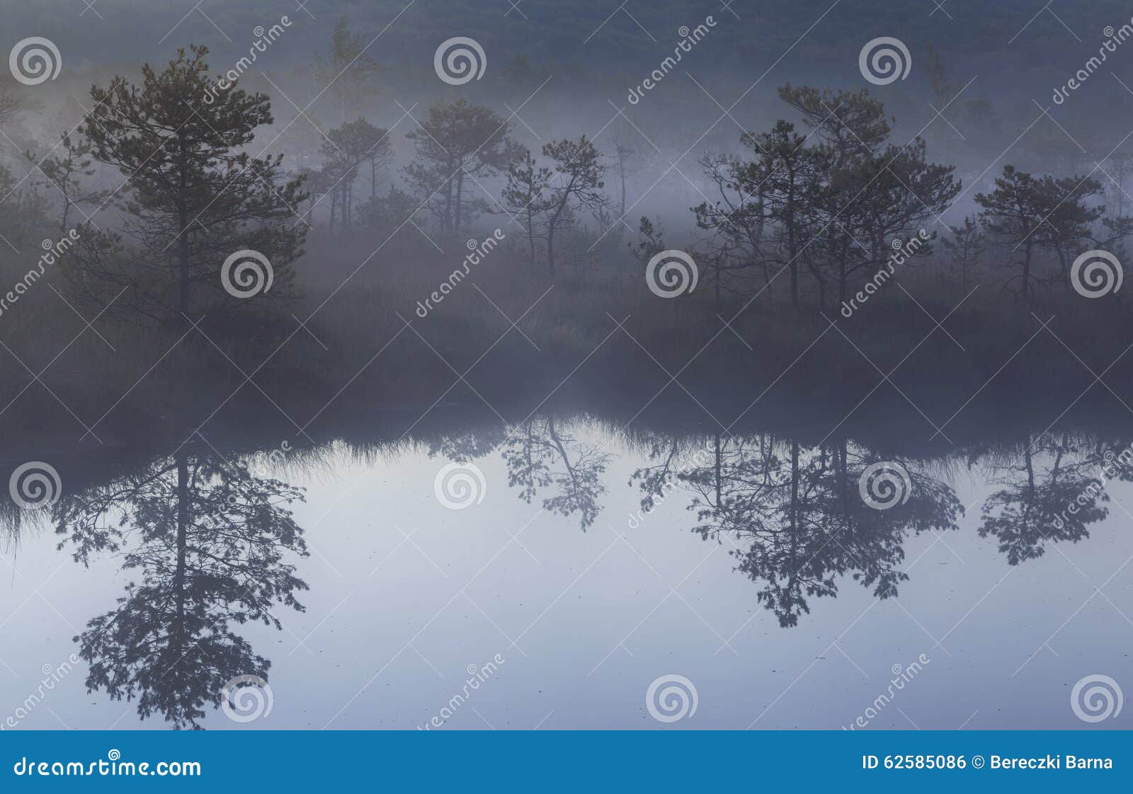 Morning with Fog in the Bog Stock Photo - Image of calm, park: 62585086
