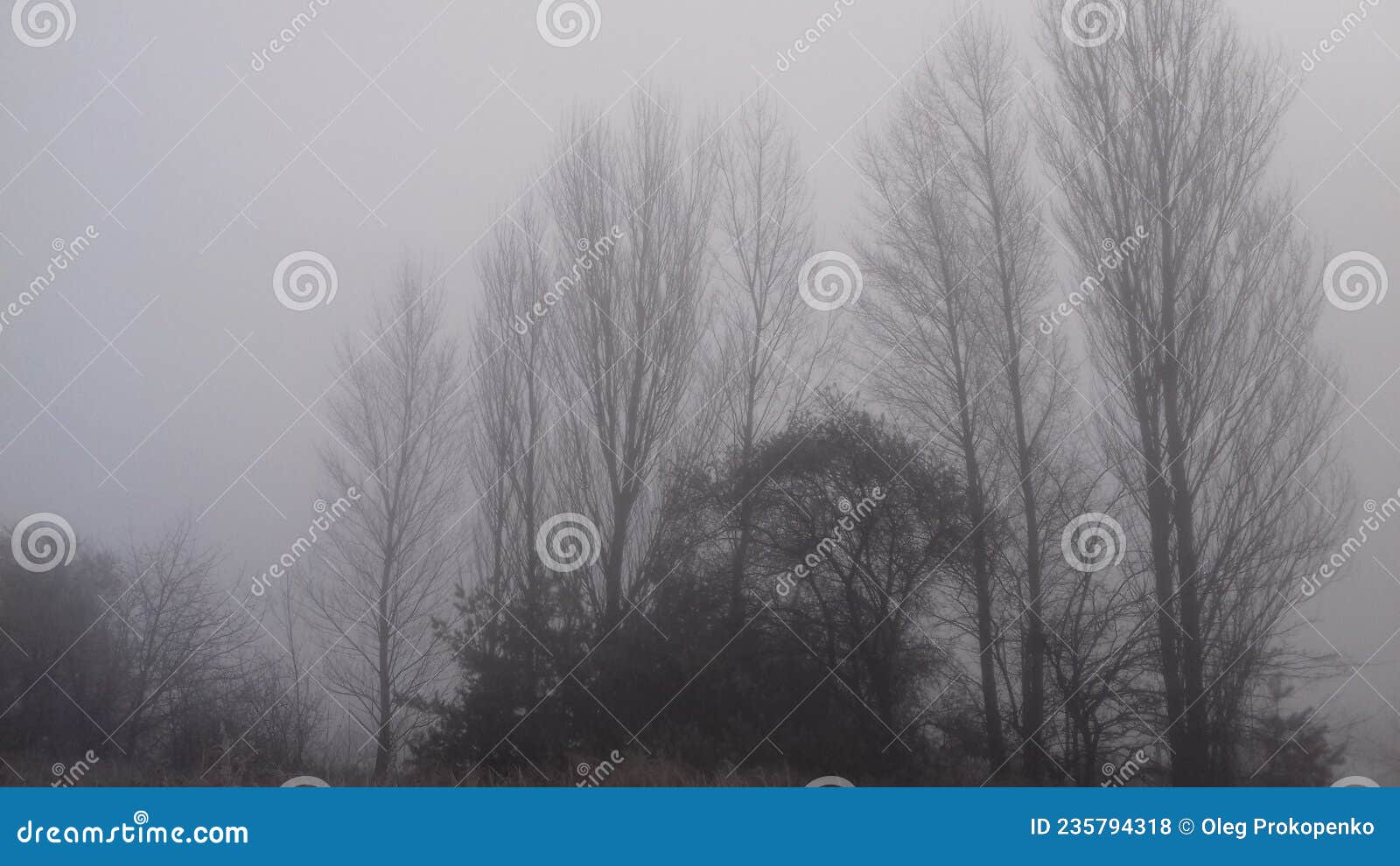 Morning Fog in the Countryside Stock Photo - Image of forest, lonely ...
