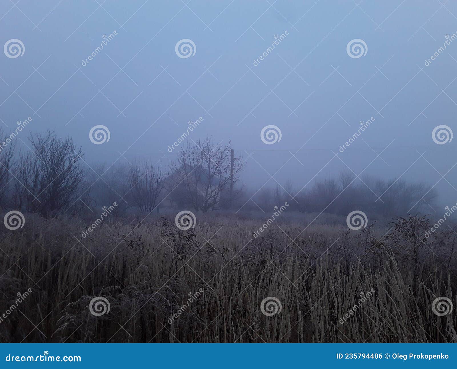 Morning Fog in the Countryside Stock Photo - Image of green, foliage ...