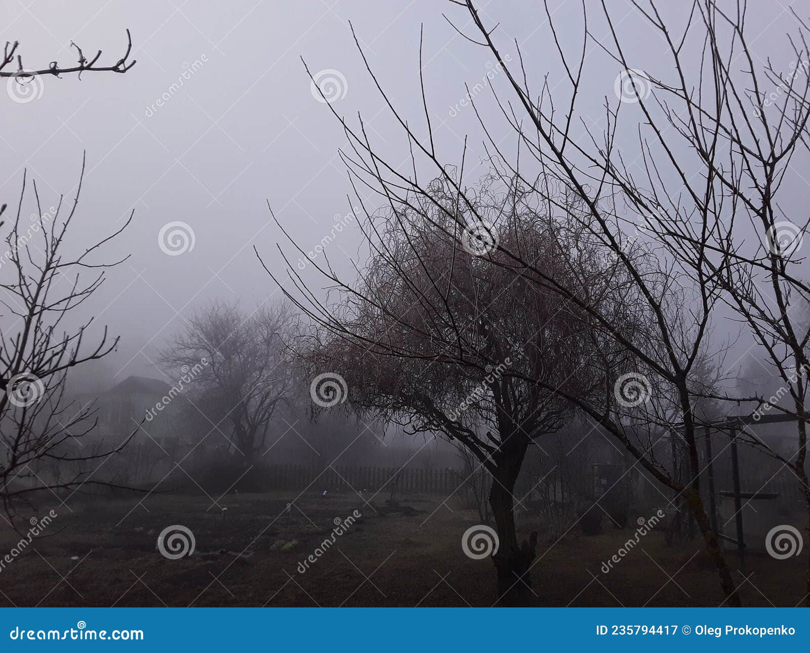 Morning Fog in the Countryside Stock Image - Image of foggy, forest ...