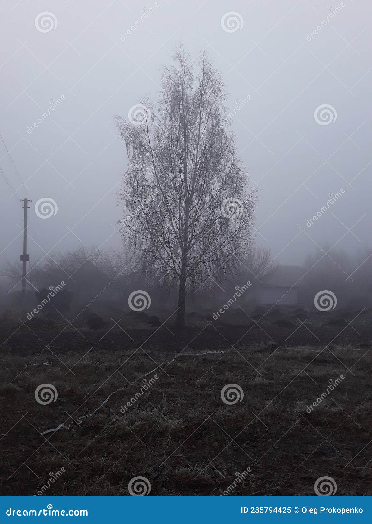 Morning Fog in the Countryside Stock Image - Image of light, leaf ...