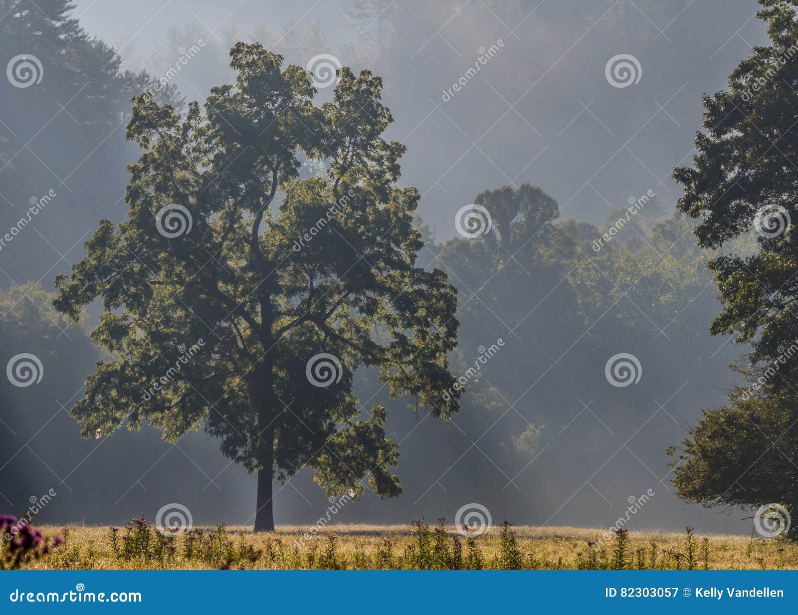 Morning Fog Covers Large Tree and Open Field Stock Image - Image of ...
