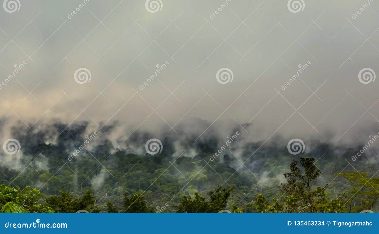 Morning Fog in Dense Tropical Rainforest Stock Photo - Image of cloud ...