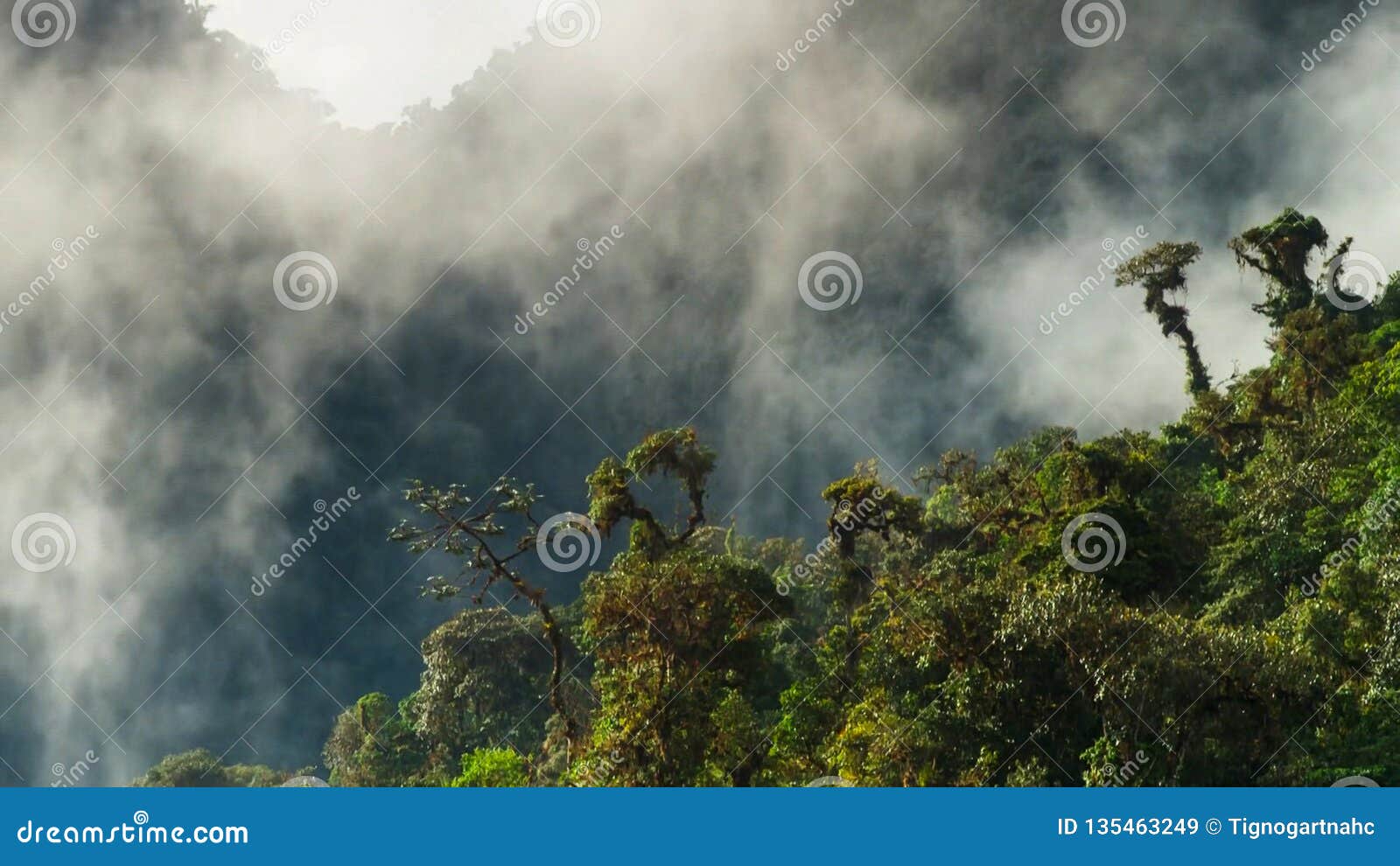Morning Fog in Dense Tropical Rainforest Stock Image - Image of brazil ...