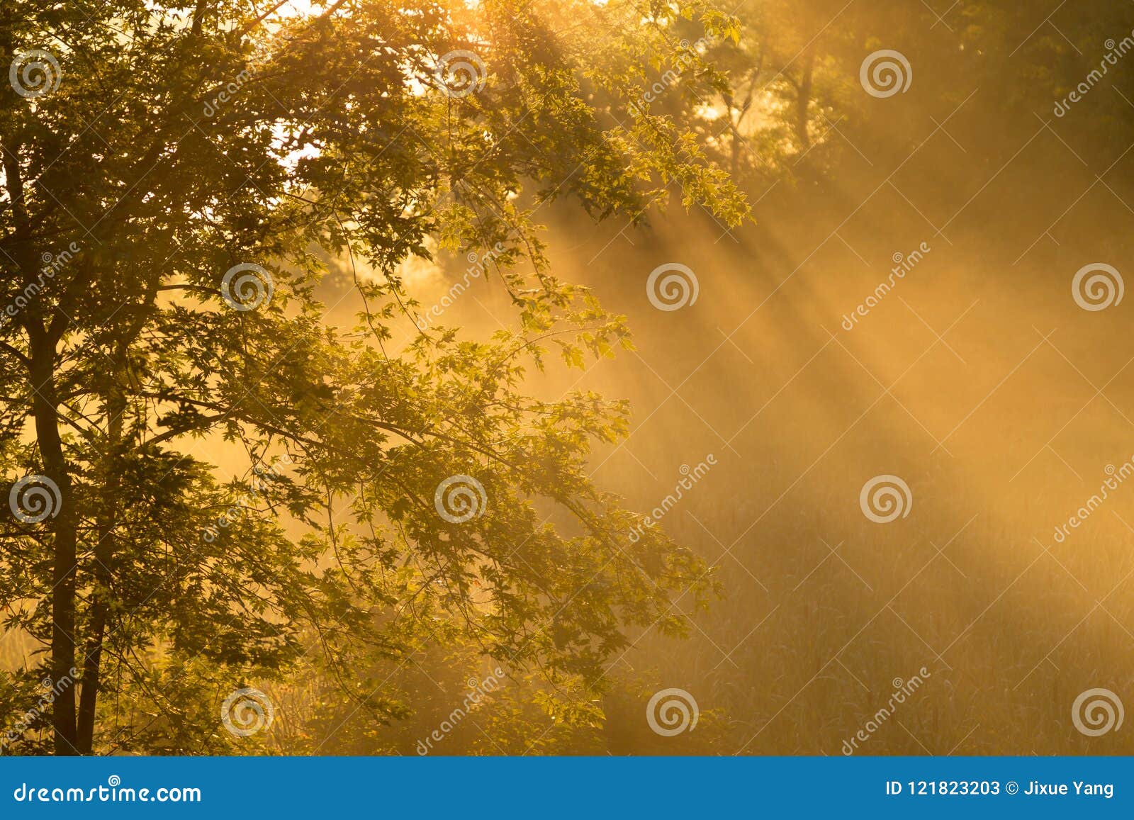 Morning Fog with Maple Tree Stock Image - Image of woods, foggy: 121823203