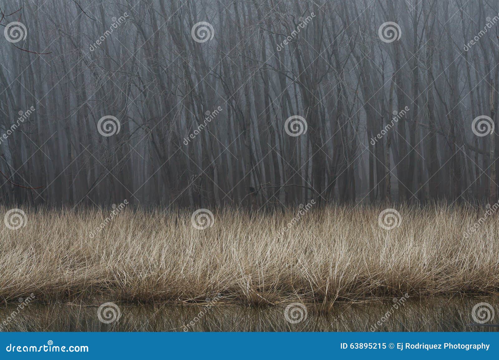 Morning fog stock image. Image of midwest, reeds, landscape - 63895215