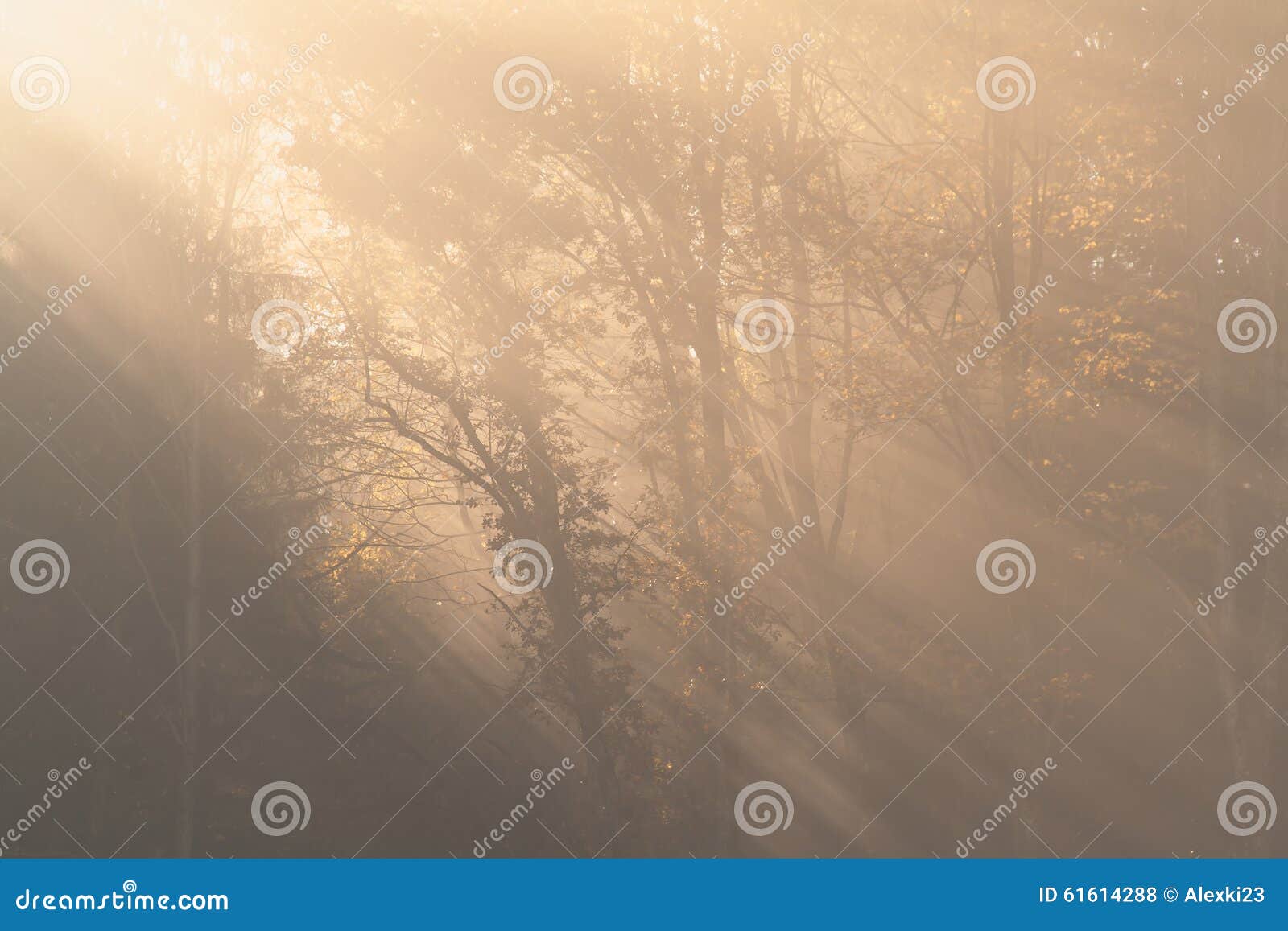 Morning fog stock photo. Image of sunbeams, morning, forest - 61614288
