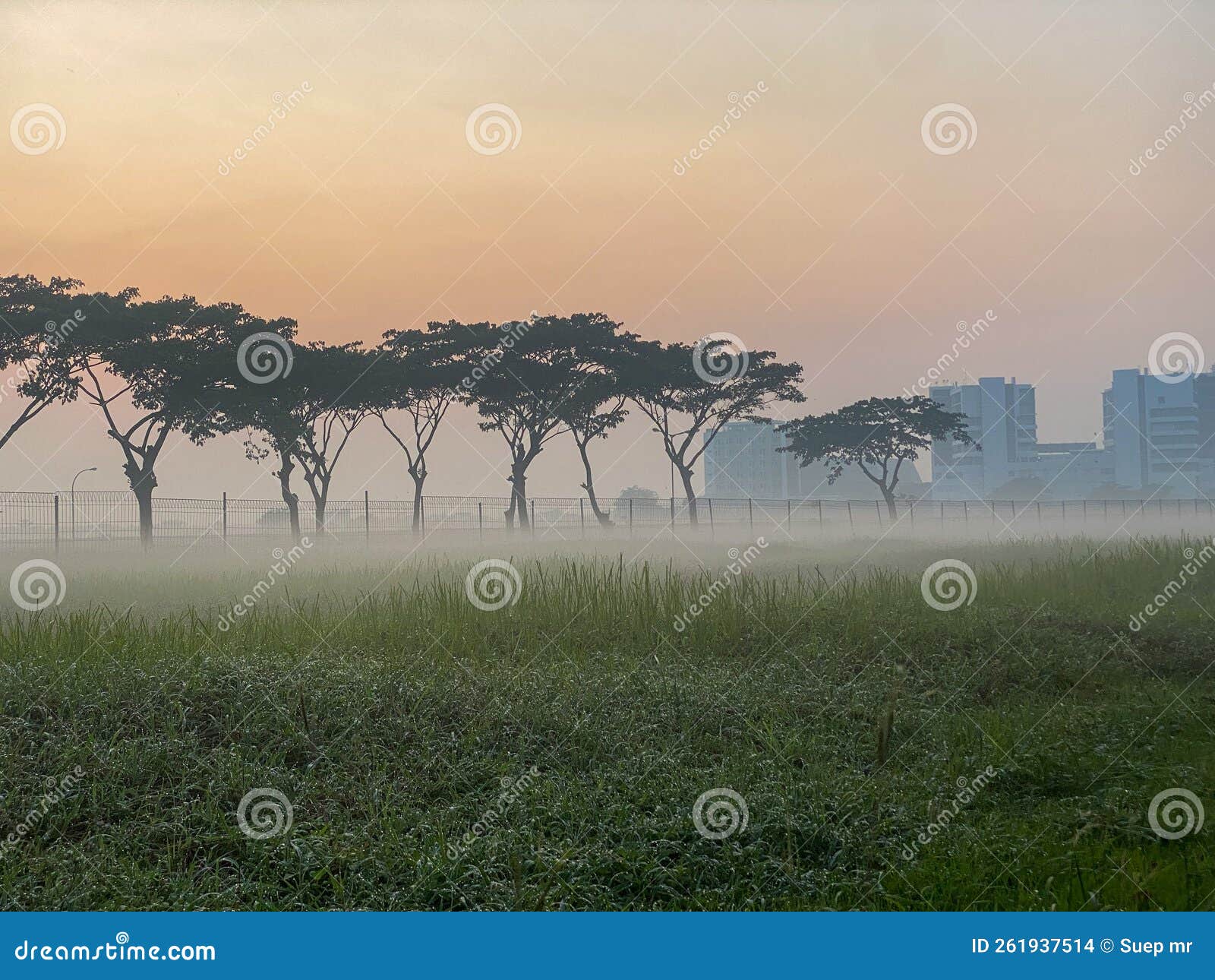 Morning Fog stock photo. Image of morning, landscape - 261937514