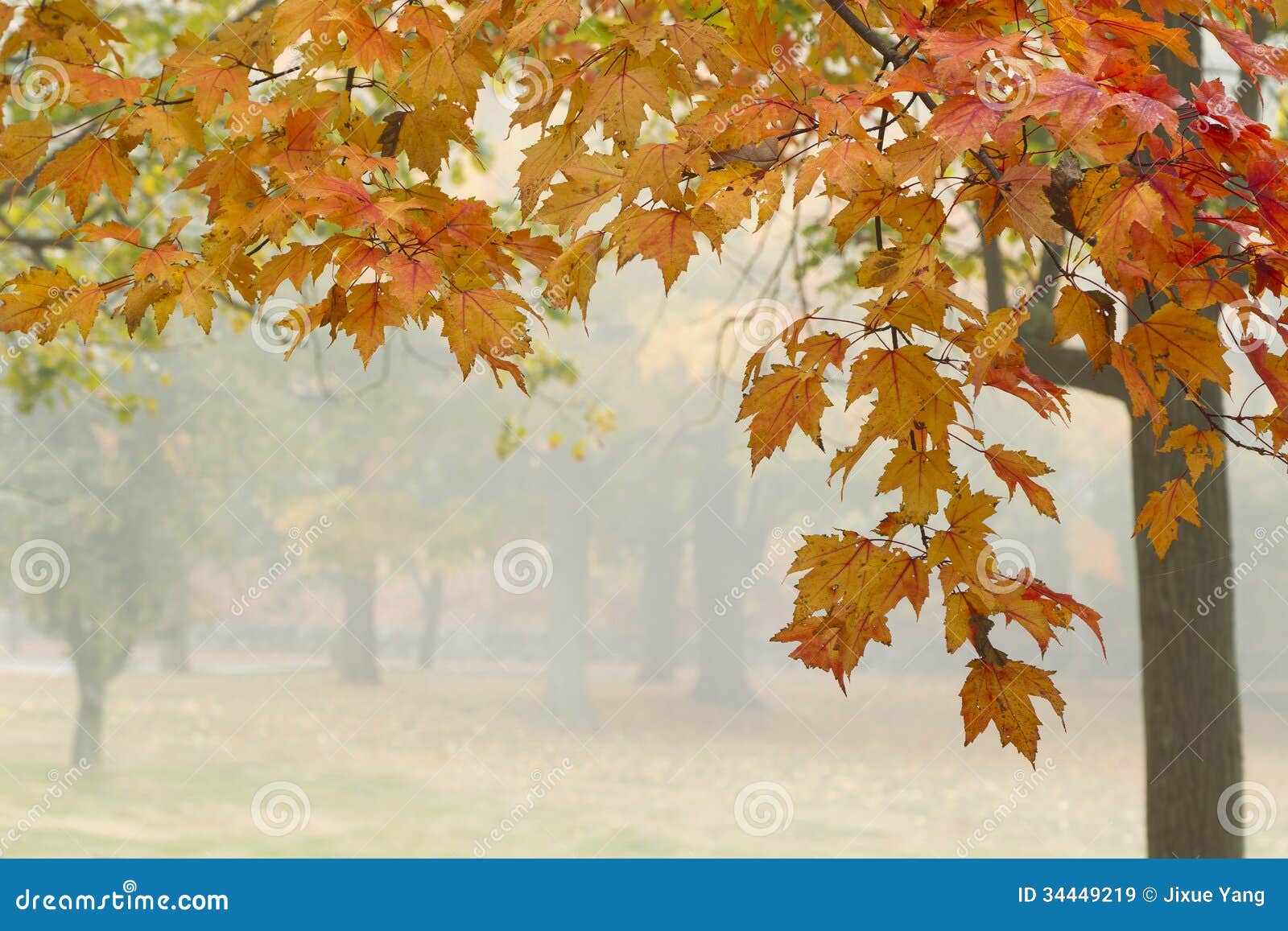 Morning Foliage stock image. Image of autumn, maple, foliage - 34449219