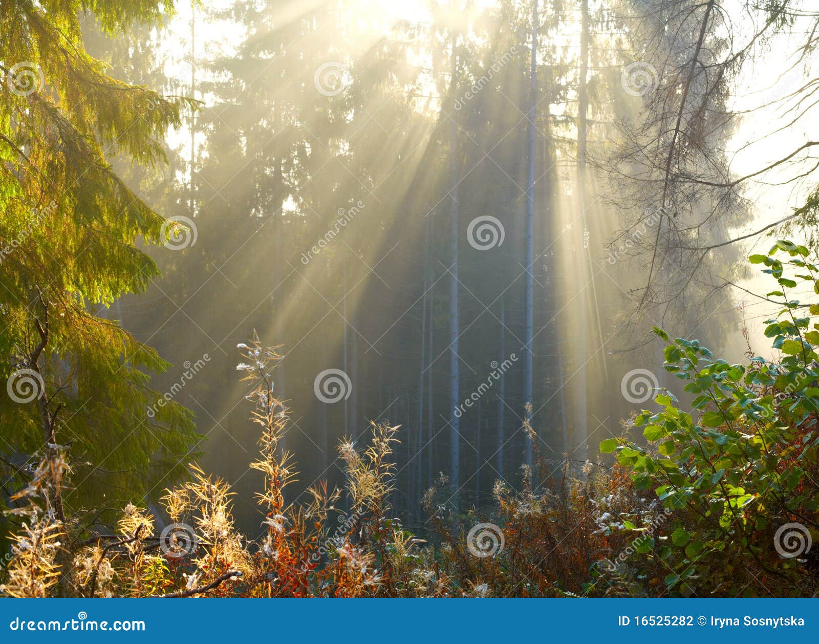Morning forest stock photo. Image of natural, mist, morning - 16525282