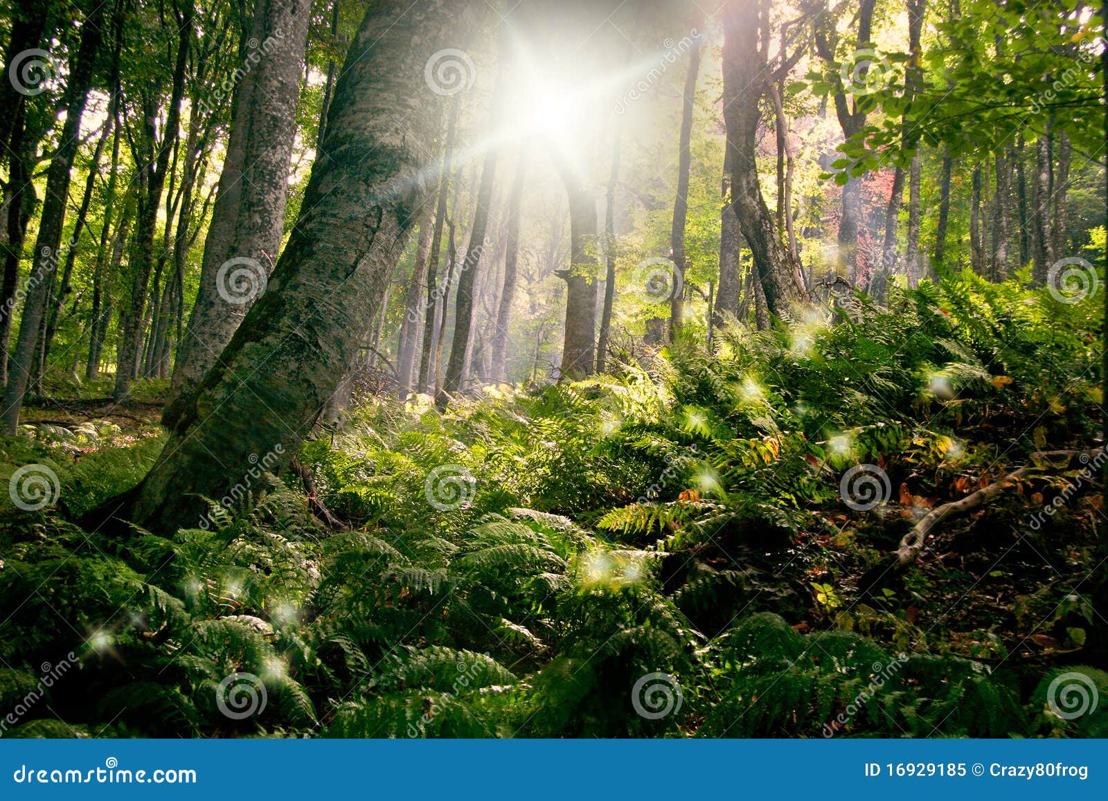 Morning in forest stock image. Image of growth, botany - 16929185