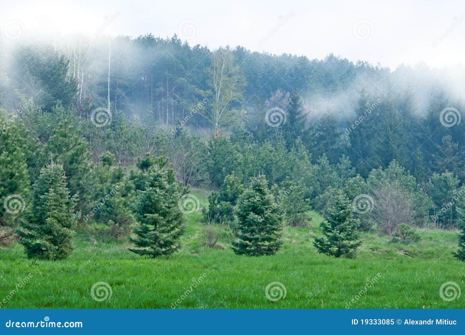 Morning forest stock image. Image of evening, spring - 19333085