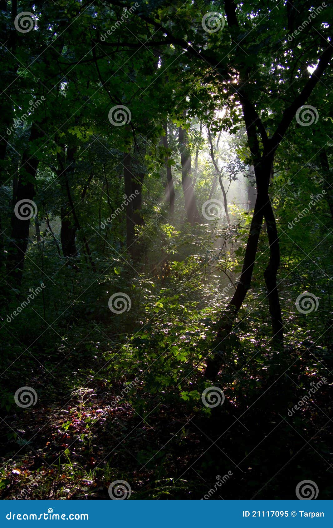 Morning in forest stock image. Image of foliage, countryside - 21117095