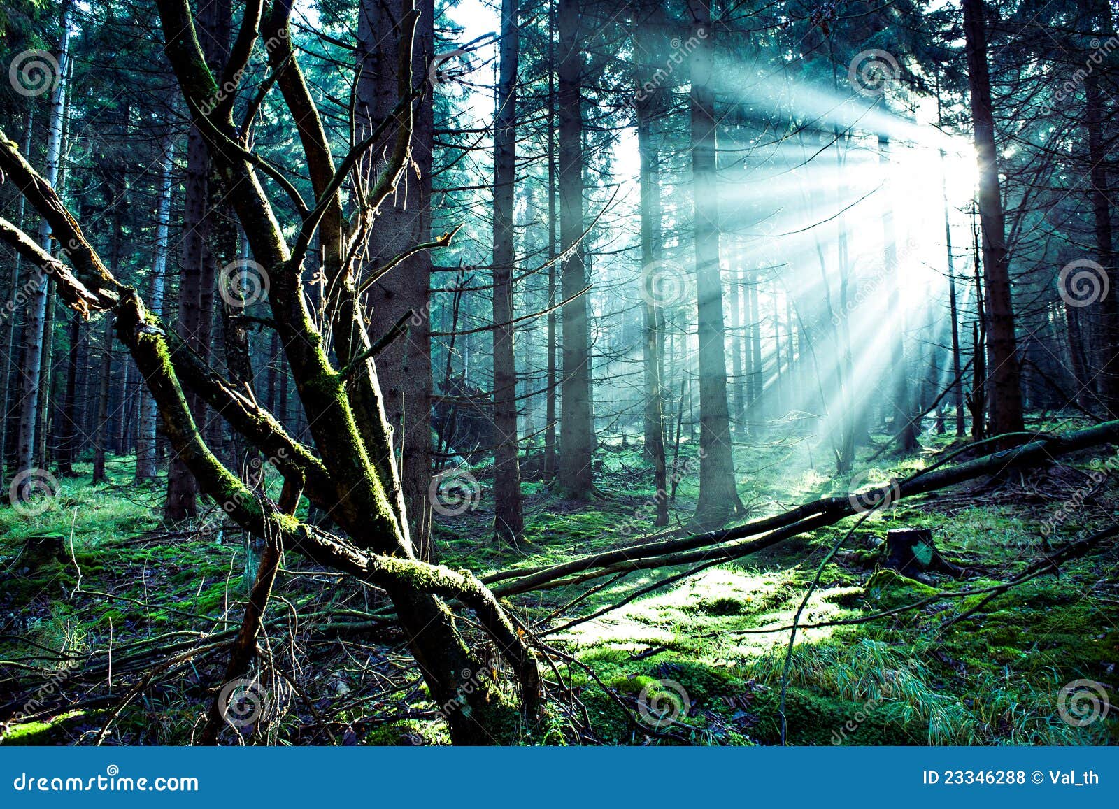 Morning forest stock photo. Image of morning, root, nature - 23346288