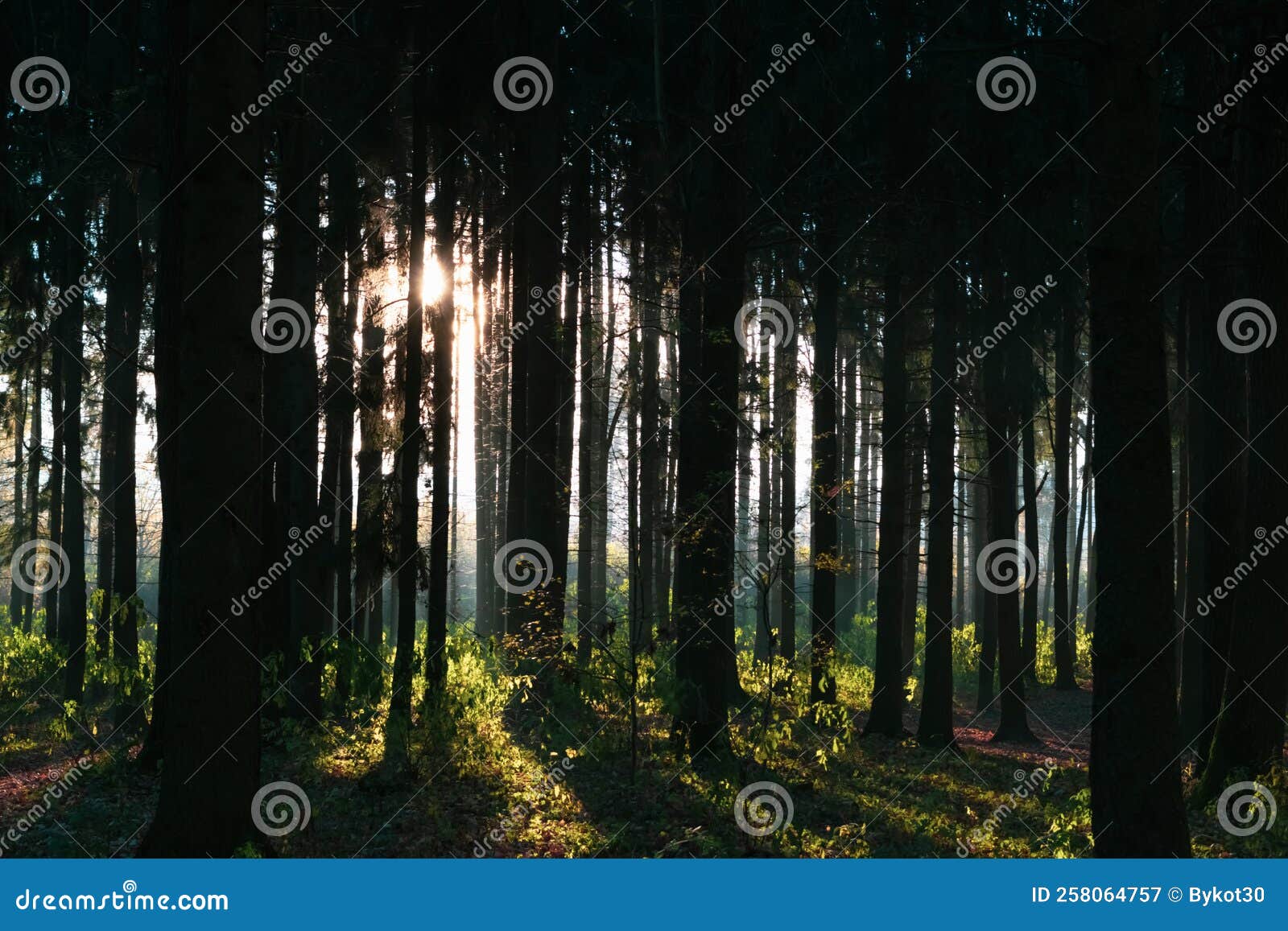 Morning in the Forest. a Sunbeam Breaks through the Tree Trunks Stock ...