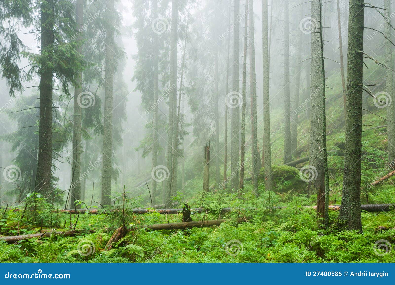 Morning forest stock photo. Image of spruce, daylight - 27400586